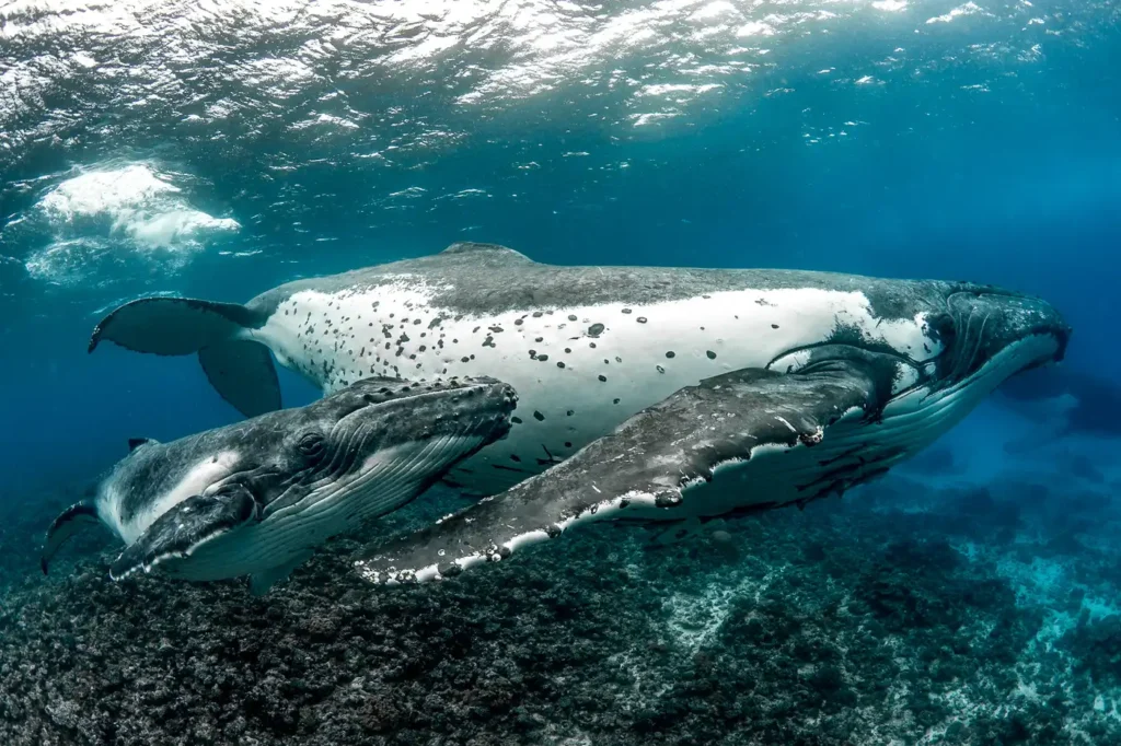 Whales of Tonga – Swimming with Humpbacks - Guide To Photo